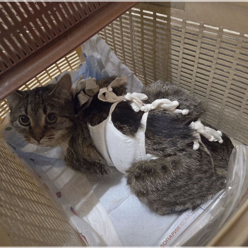 Европейский короткошёрстный котёнок