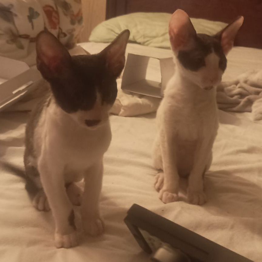 Котята мальчики корниш Рекс