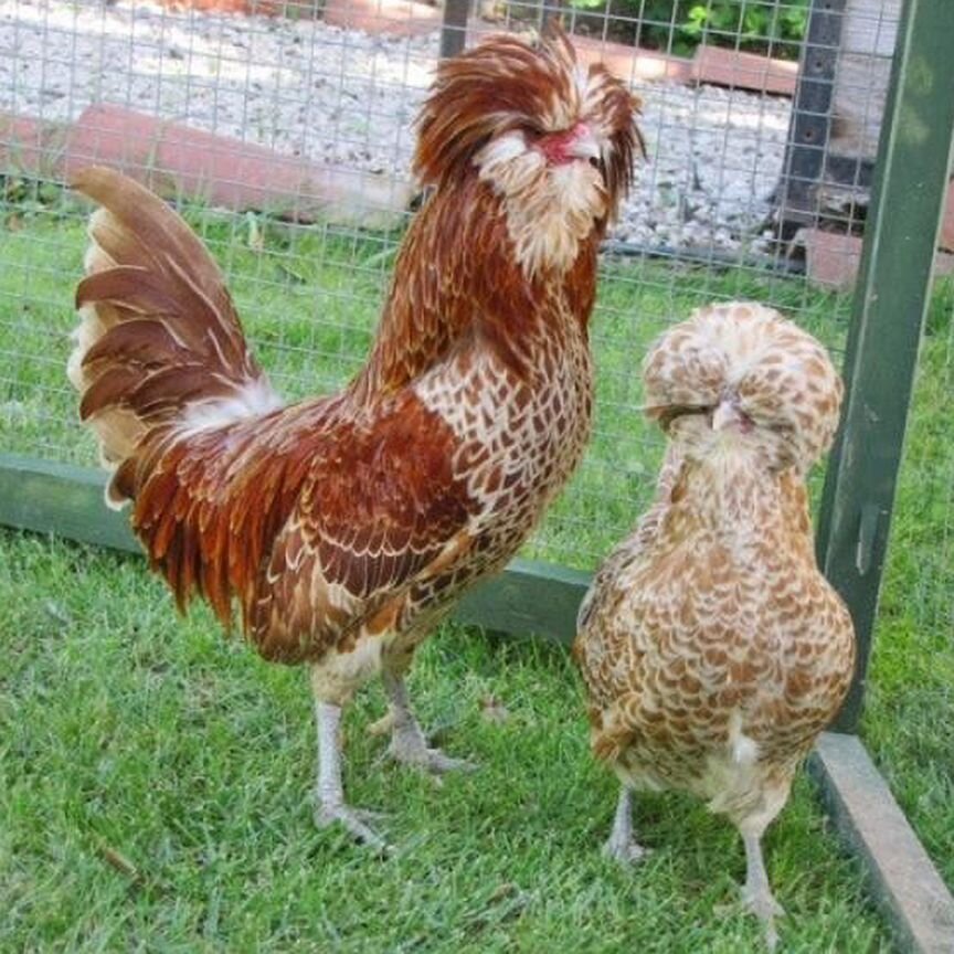 Петухи падуан шамоа