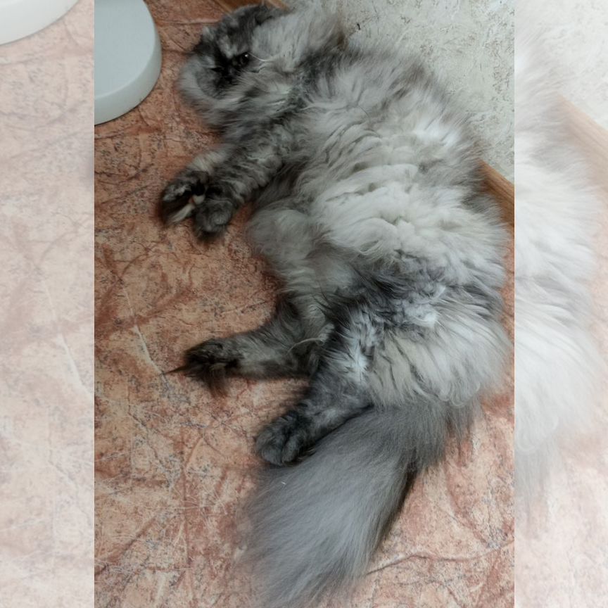 Шотландская вислоухая кошка бесплатно