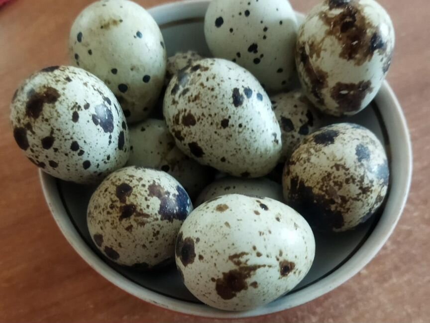 Перепела радонежские инкубационное яйцо