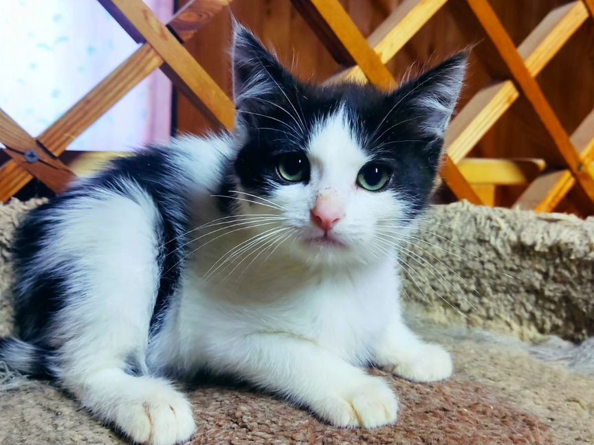 Котята кот в добрые руки бесплатно