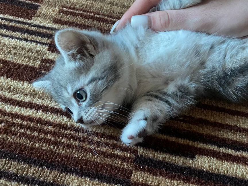 Шотландский котенок