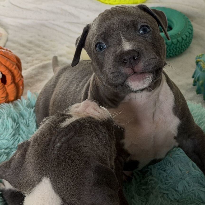 Американский стаффордширский терьер, щенок