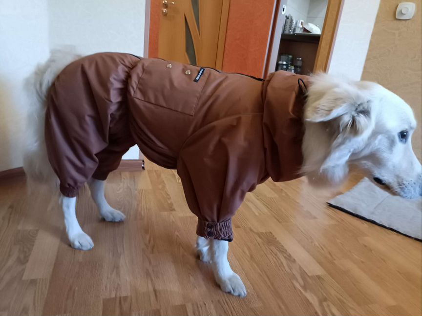 Комбинезон дождевик для собак (сука)