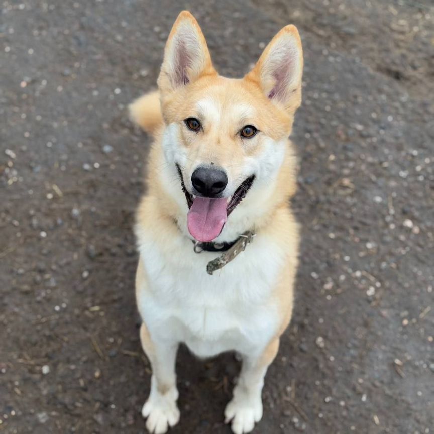 Собака в добрые руки