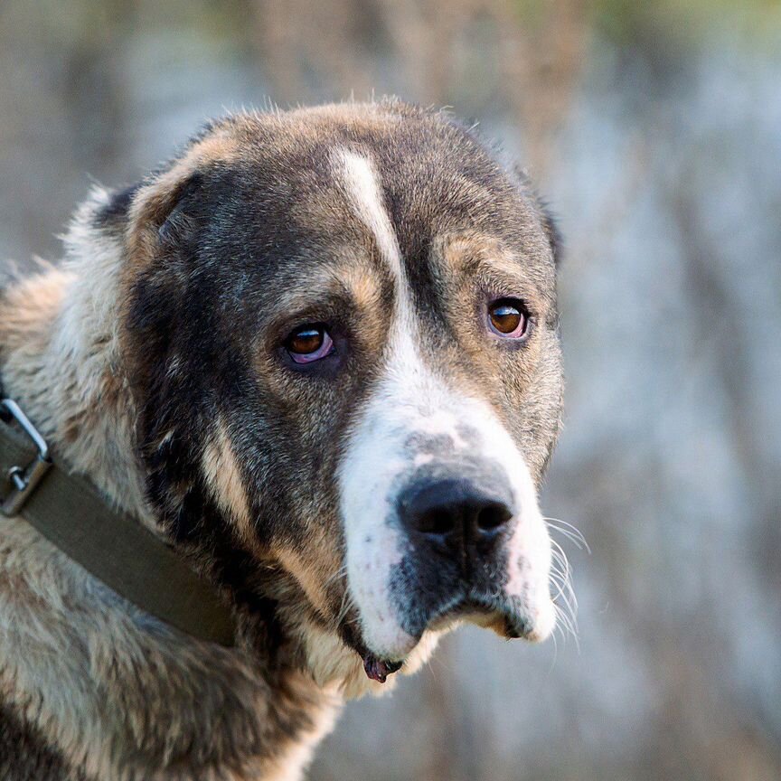 Среднеазиатская овчарка из приюта бесплатно