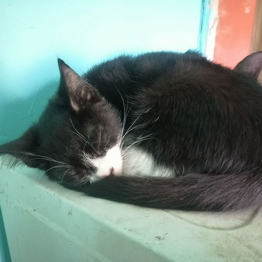 Котята 2 брата