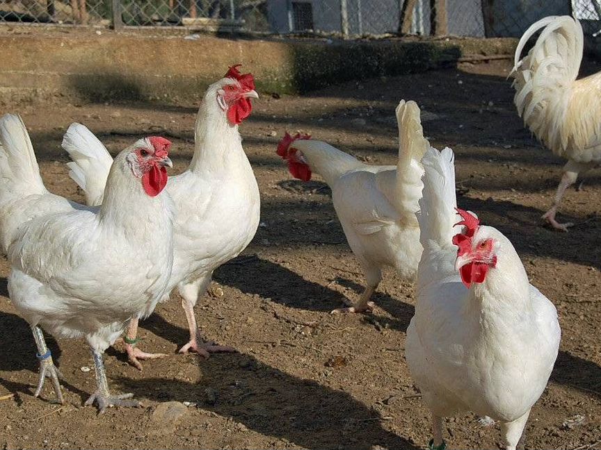 Куры ломан браун, куры леггорн