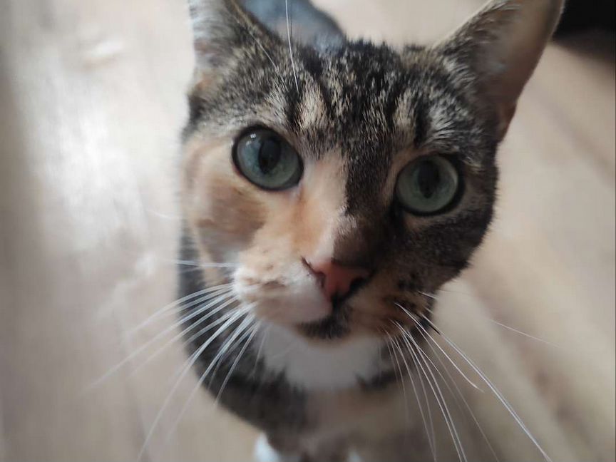 Кошечка - Трехцветное счастье