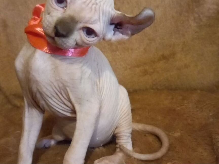 Эльф девочка котенок