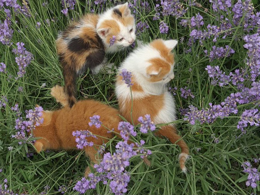 Чудесные котята