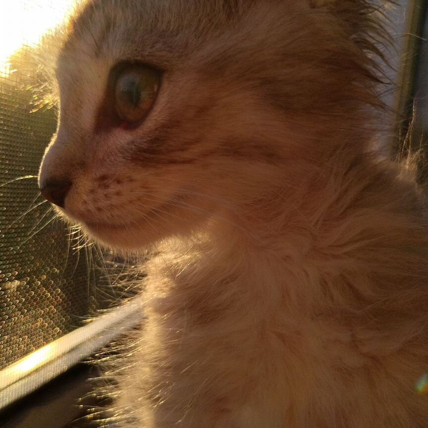 Котик в добрые руки