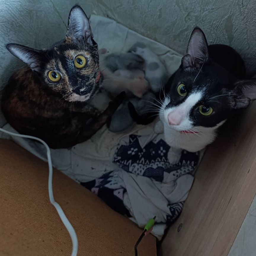 Ориентальные котята