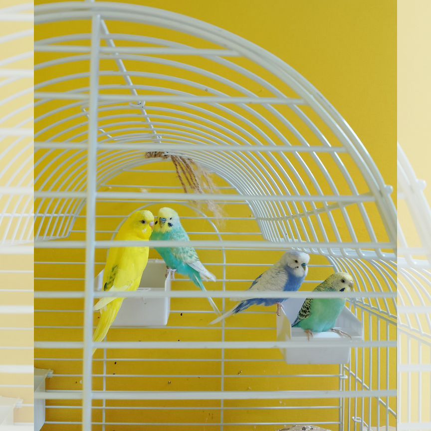 Волнистый попугай