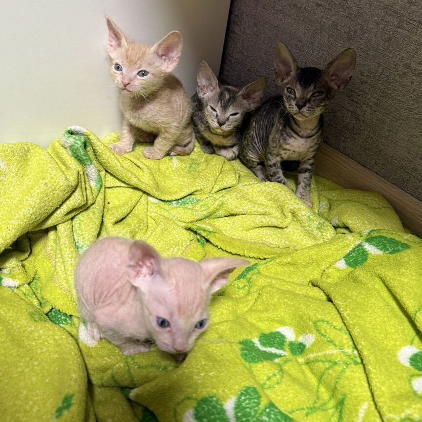 Канадский сфинкс котёнок