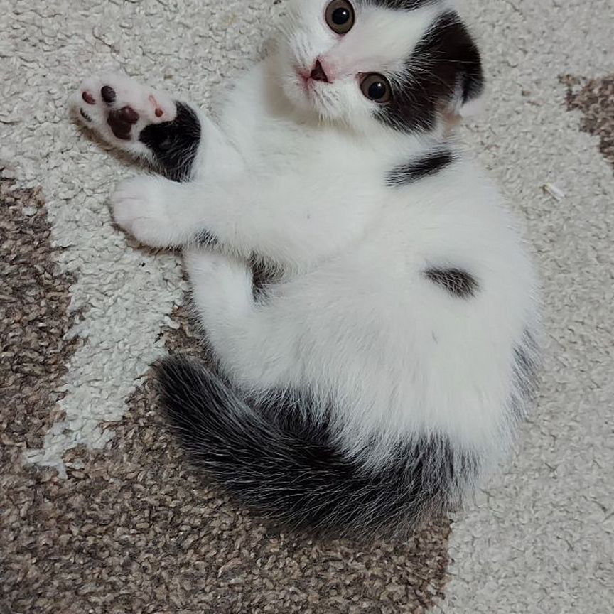 Шотландская вислоухая кошечка