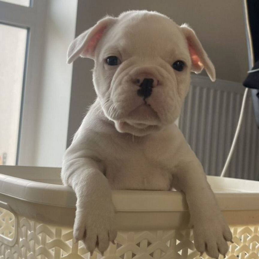 Папин сладкий пирожок