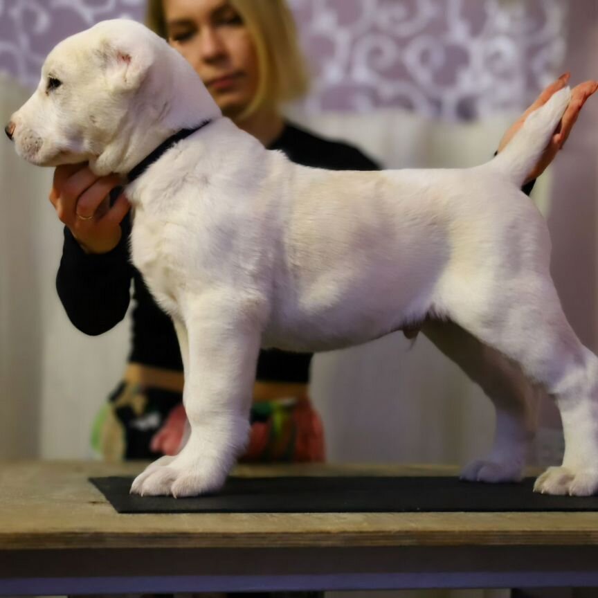 Щенки сао с документами