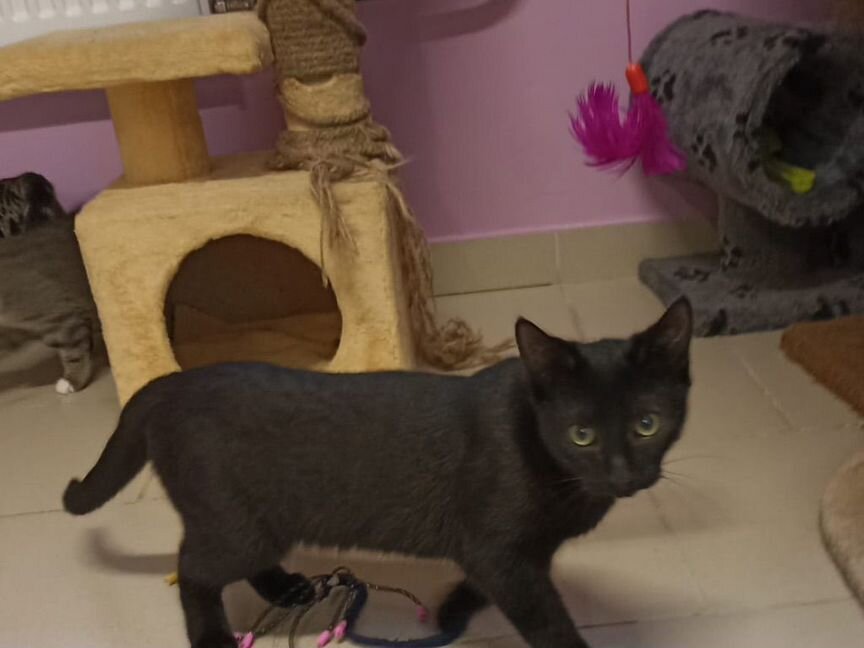 Котенок