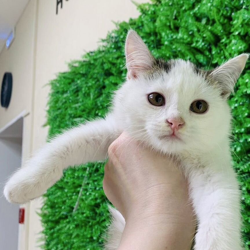 Котенок в добрые руки