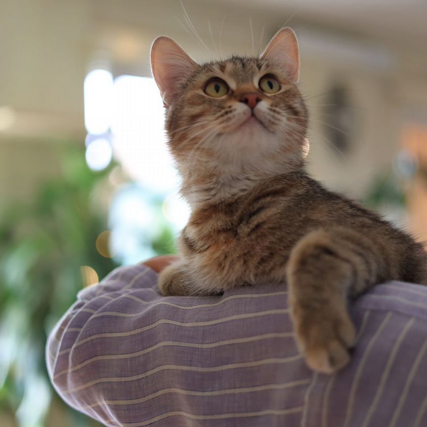 Кошечка ищет дом