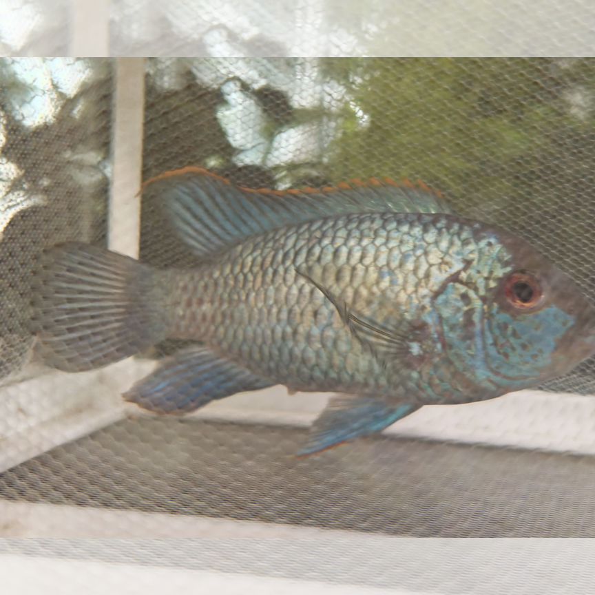 Наннакара неоновая