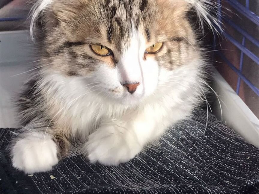 Котик (примерно 5 месяцев)