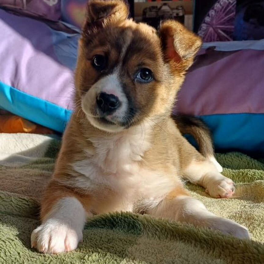 Красавица Наташа красивый щенок в дар