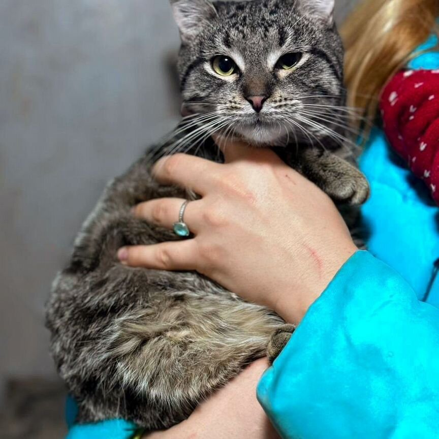 Кот в семью