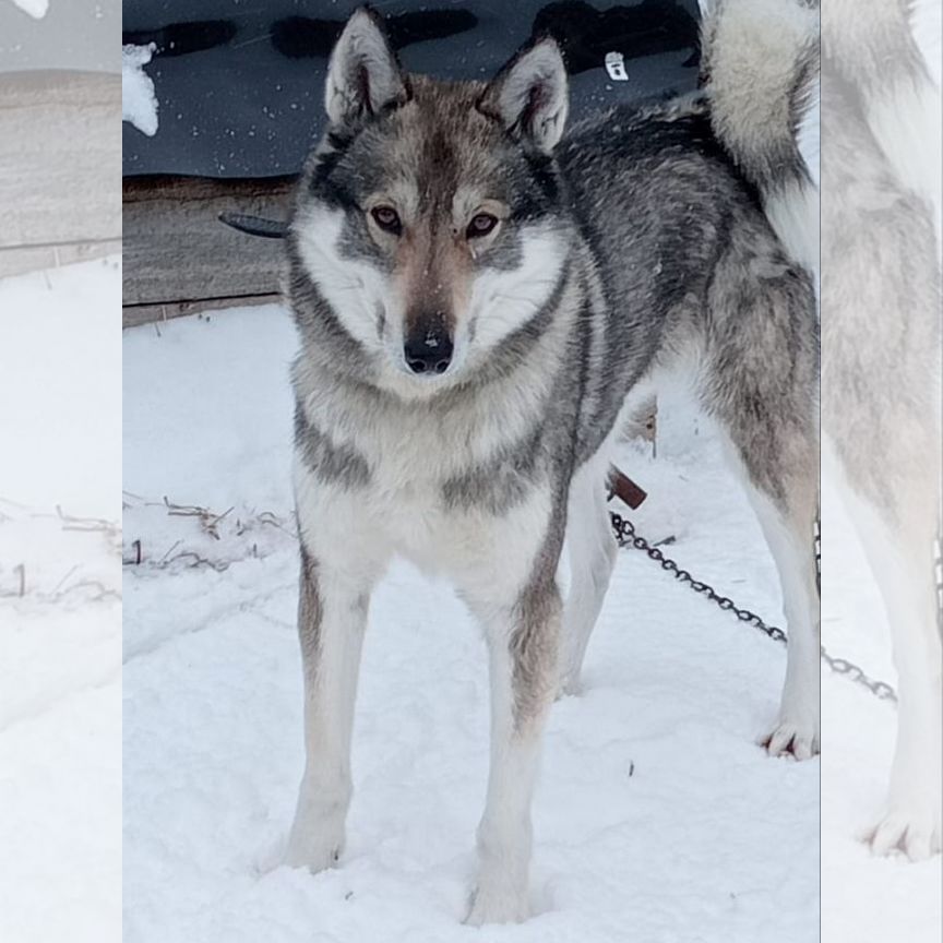 Западносибирская лайка, взрослая собака