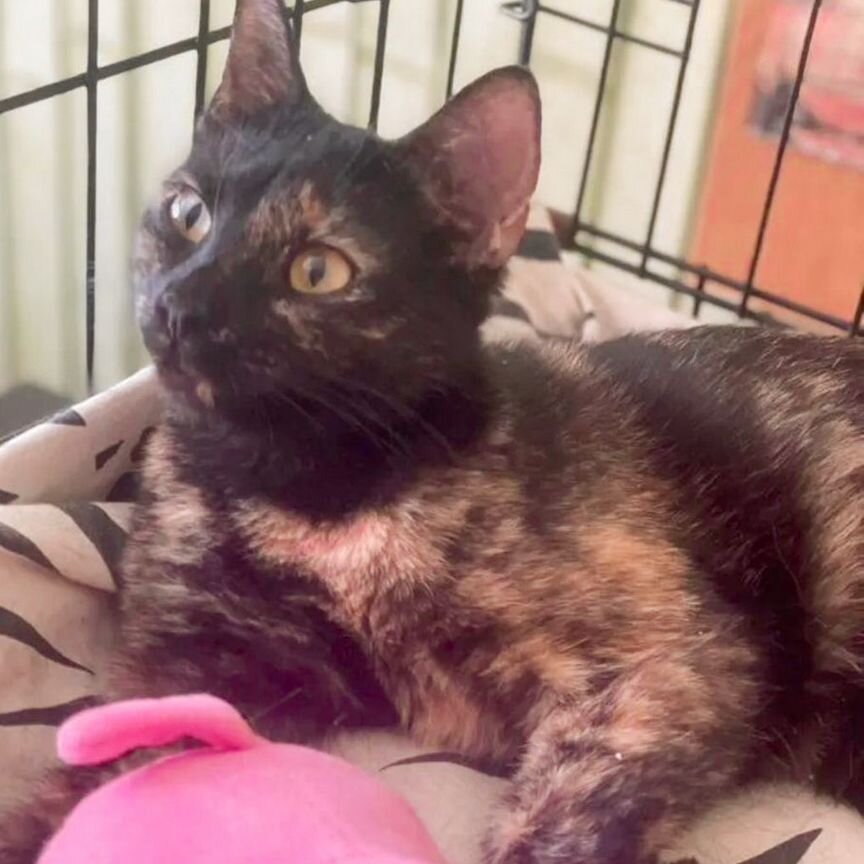 Кошечка в приюте ей 1 год