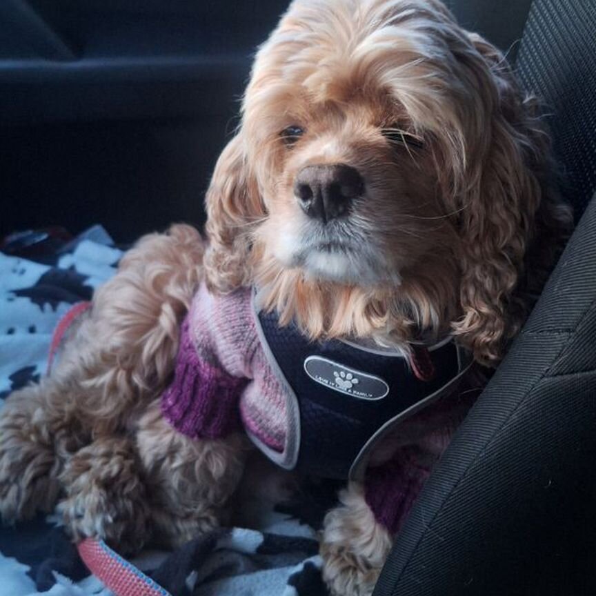 Американский кокер-спаниель, щенок