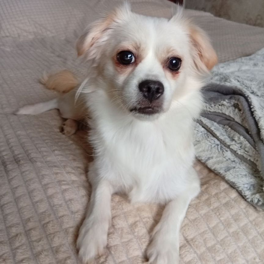 Чихуахуа, взрослая собака