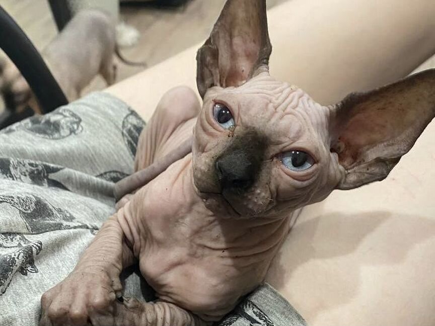 Канадский сфинкс котенок