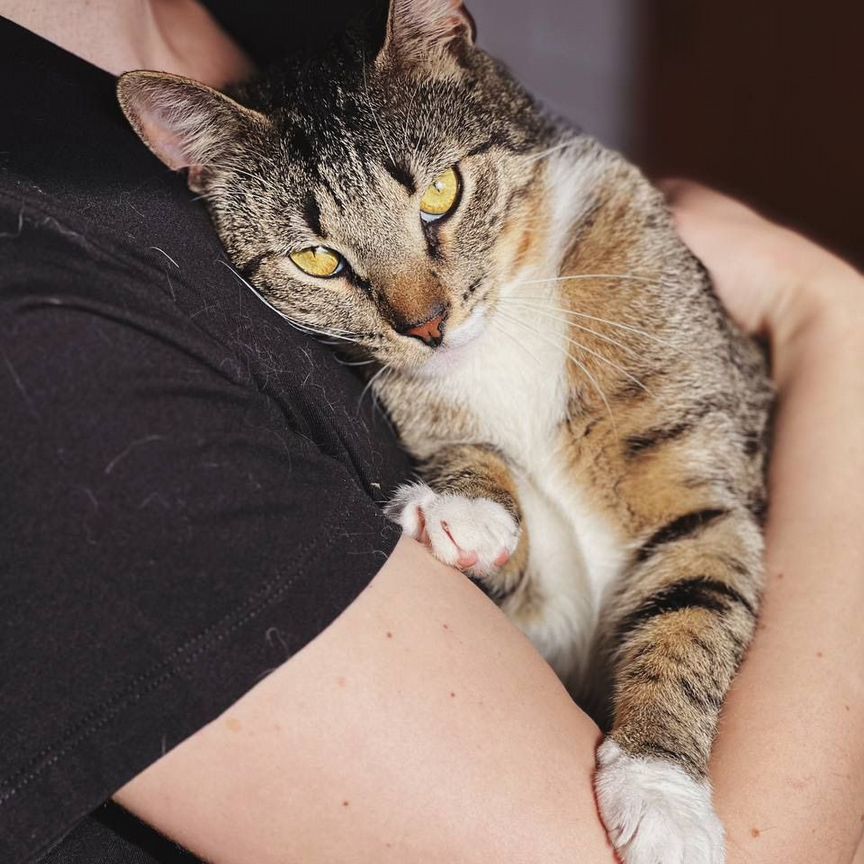 Кот Пуговка ищет хозяина