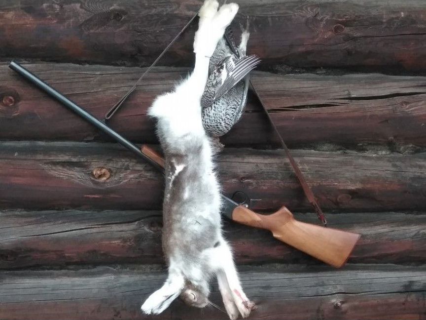 Продам щенков