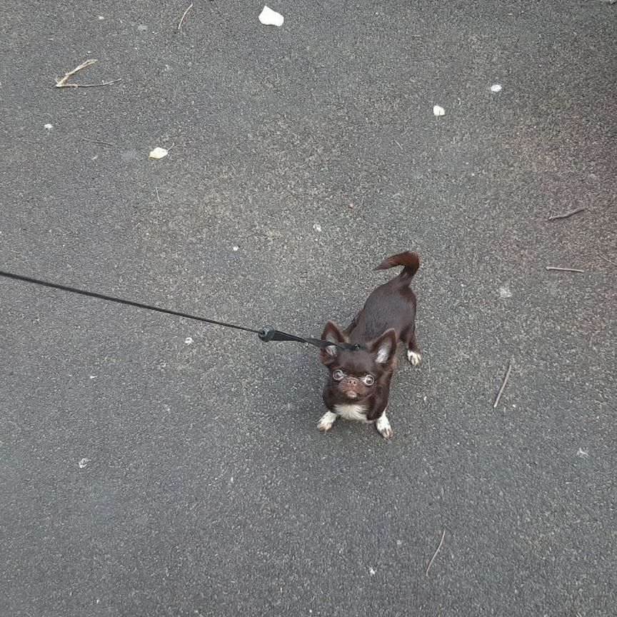 Шоколадная мини-мини девочка