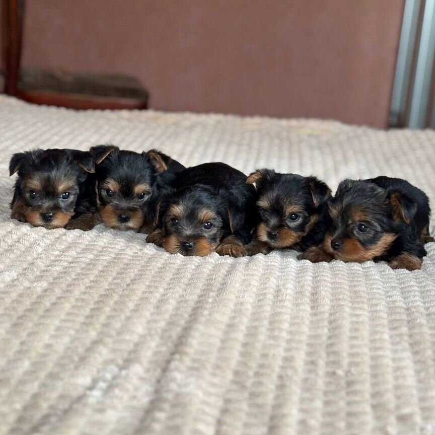 Йоркширский терьер щенки