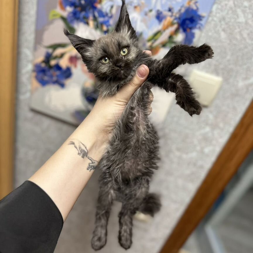 Котята мейн-кун