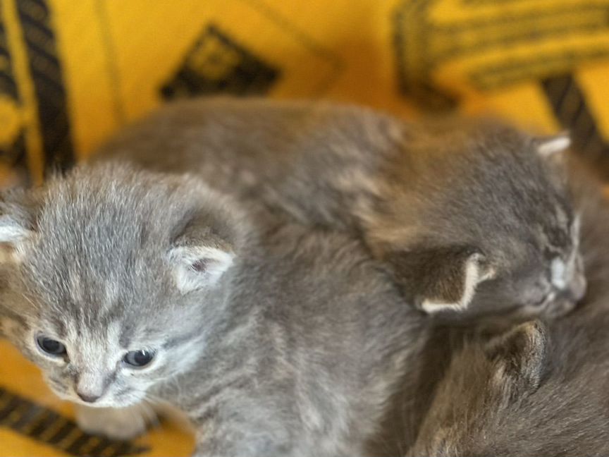 Котята серые 3