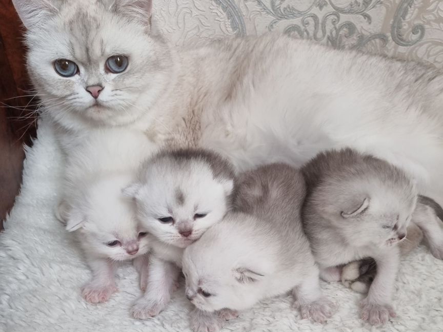 Шотландские котята