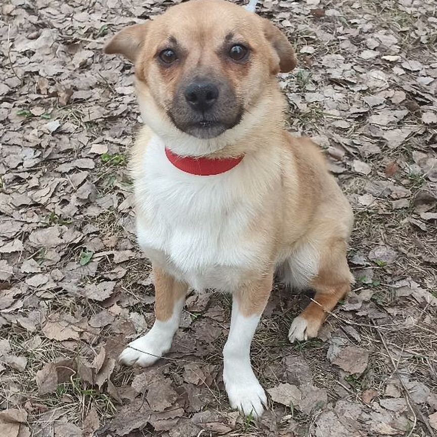 Взрослый пёс в добрые руки