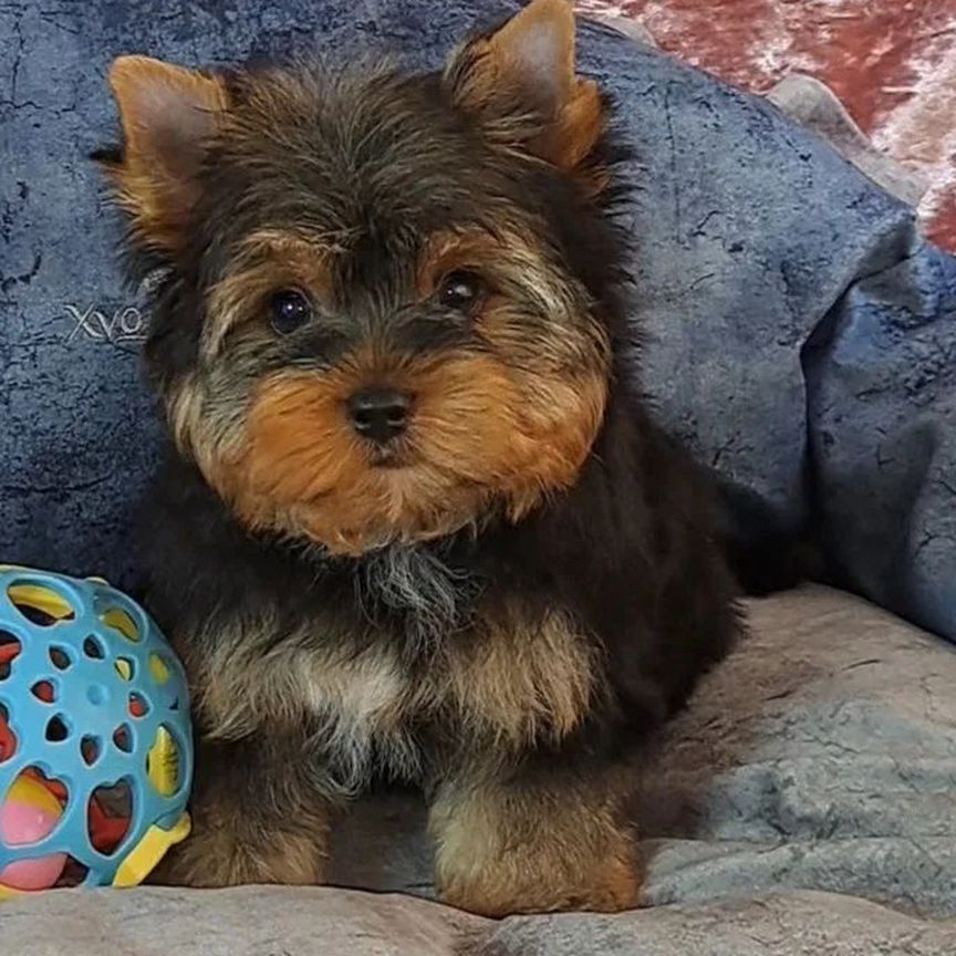 Йоркширский терьер, щенок