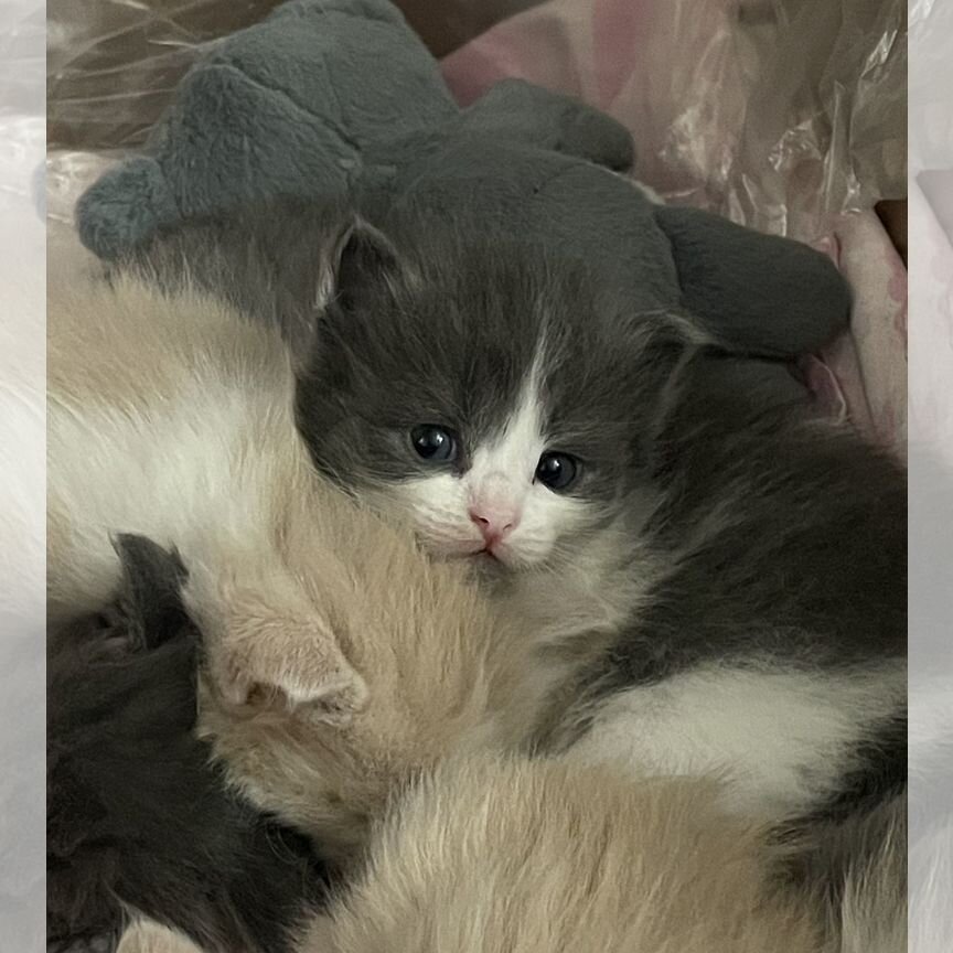 Котёнок в добрые руки