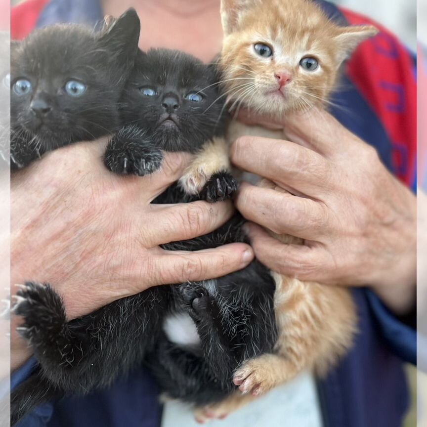 Нашли котят на даче