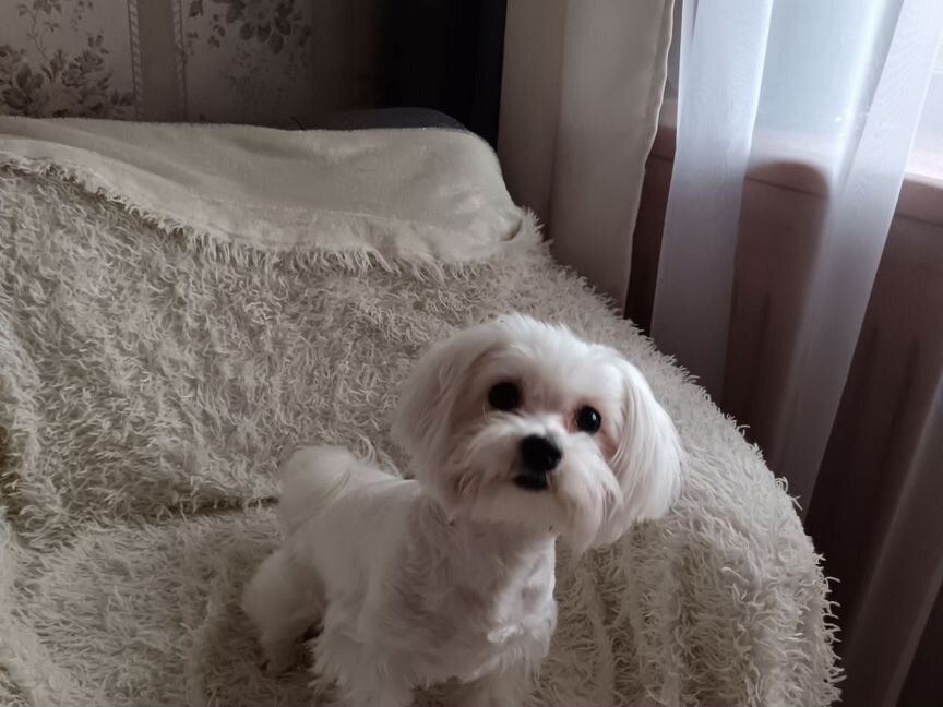 Мальтийская болонка