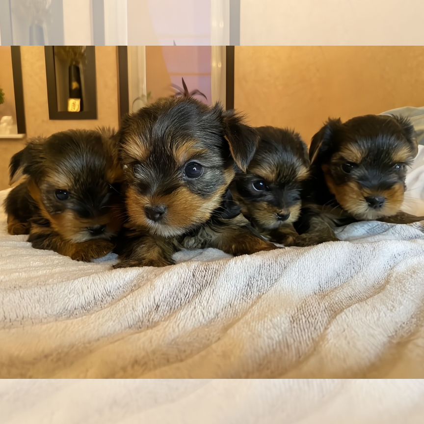 Йоркширский терьер, щенок