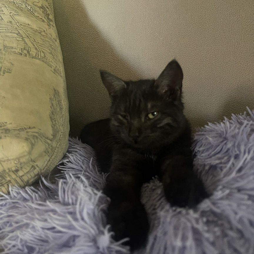 Нам очень нужен хозяин