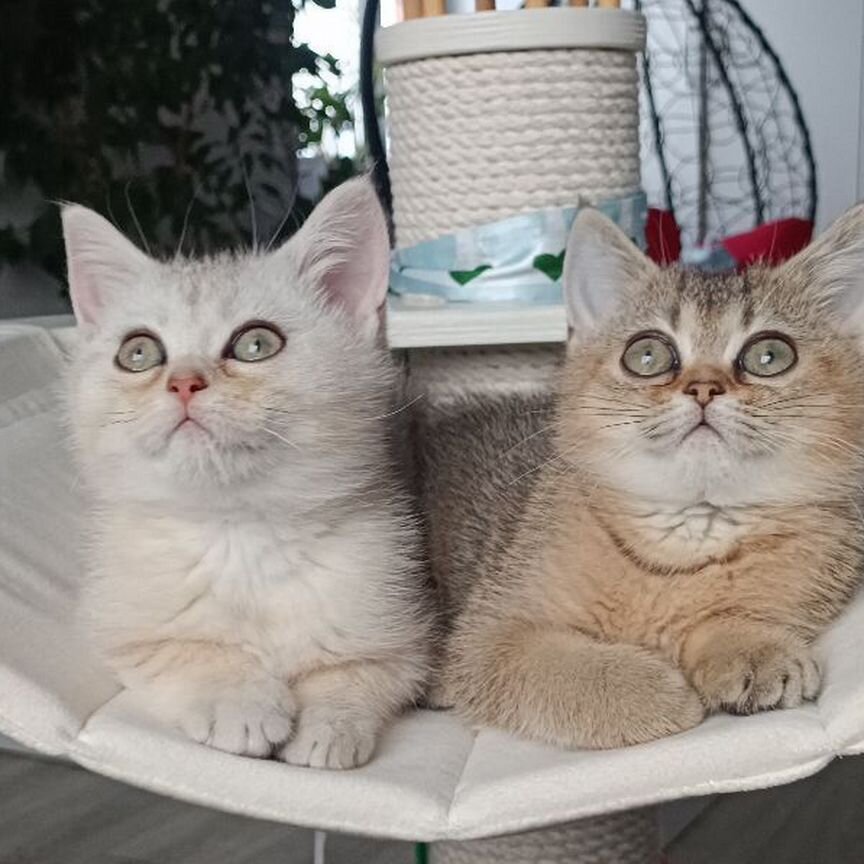 Шотландский прямоухий короткошёрстный котёнок